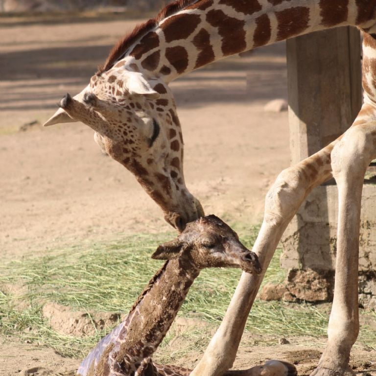 NACIÓ UNA BEBÉ JIRAFA EN ZOOLÓGICO