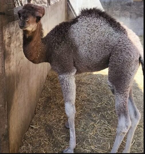 EN ZOOLÓGICO DE LEÓN NACE JIRAFA Y DROMEDARIO